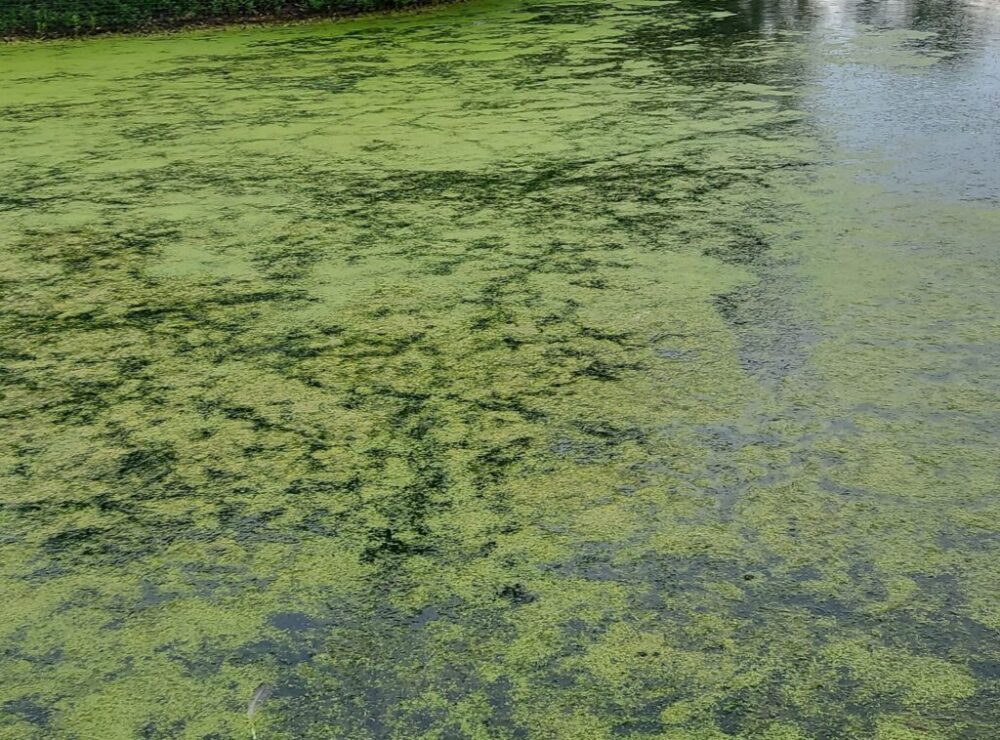 Algal Blooms and their Harmful Presence within Ecosystems - Pond Supply ...